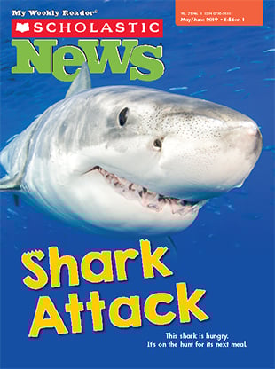 Shark Attack - May/June 2019